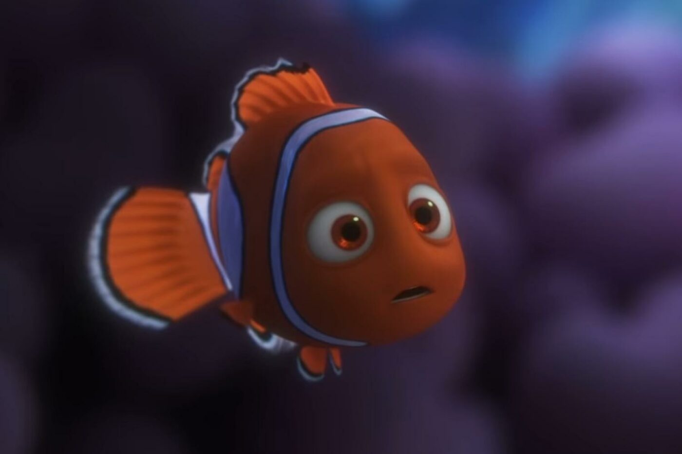 Surprise, les poissons-clown savent peut-être compter